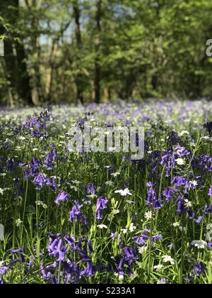 Bluebells and daisy Stock Photo - Alamy