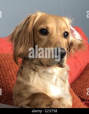 boy and Cocker Spaniel Stock Photo - Alamy
