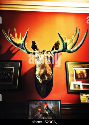 A dead, stuffed taxidermy head of a moose with antlers. At the Beaty ...