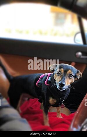 Puppy in a pink car Stock Photo - Alamy