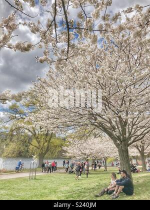 Cherry Blossoms at High Park, Toronto Stock Photo - Alamy