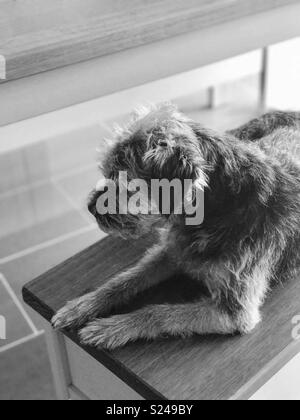 border terrier on a bench Stock Photo - Alamy