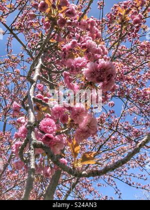 Almond tree blossoms pink flowers blooming in spring Stock Photo - Alamy
