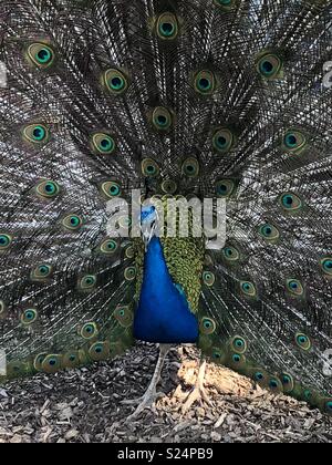 peacock s feet Stock Photo - Alamy