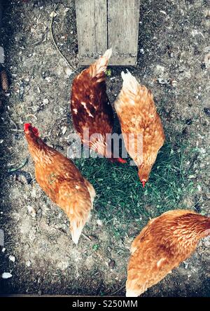 The red chickens foraging in grass Stock Photo - Alamy