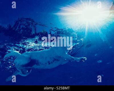 Dog swimming from below Stock Photo - Alamy