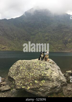 Border collie in Snowdonia Stock Photo - Alamy