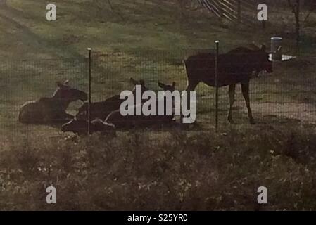 Deer Elk Berlin Tierpark Stock Photo - Alamy