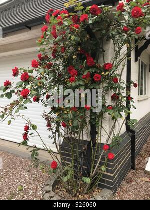 roses growing up house wall Stock Photo - Alamy