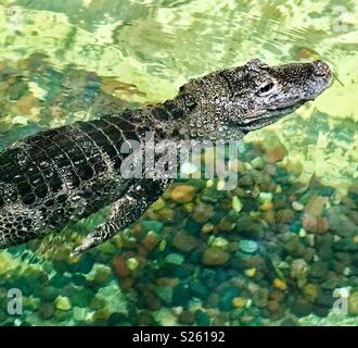 Chinese alligator swimming in pool Stock Photo - Alamy