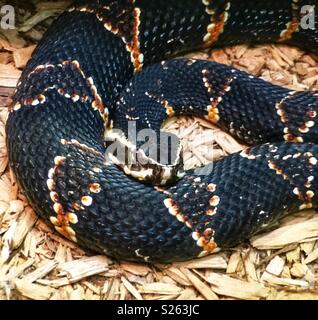 Mexican Moccasin / Cantil Snake (Agkistrodon bilineatus taylori ...