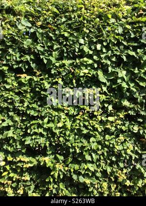 Beech hedge, natural background image Stock Photo - Alamy