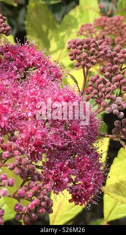 Invasive Wild flower Red Valerian Stock Photo - Alamy