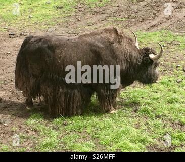 Yak, Highland Wildlife Park, Kincraig, Kingussie, Scotland Stock Photo ...