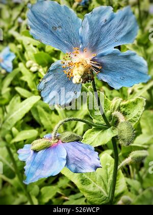 Himalayan Blue Poppy Flower Buds - A recently bloomed Blue Poppy flower ...