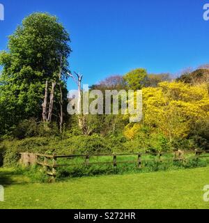 Trees in Ashcombe Park, Weston-super-Mare, UK Stock Photo - Alamy