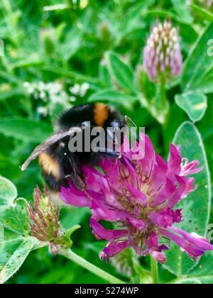 Bee on clover flower Stock Photo - Alamy