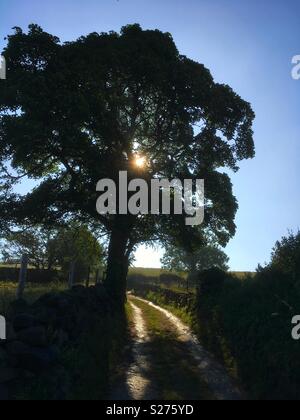 country lane in morning sun Stock Photo - Alamy