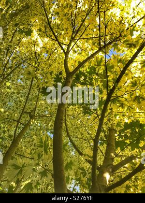 Silver Variegated Norway Maple Tree, Acer platanoides ‘Drummondii ...