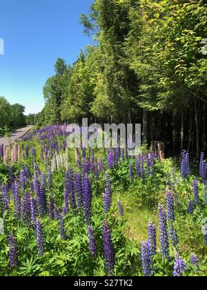 Lupinus, lupin, lupine field with pink purple and blue flowers. Bunch ...
