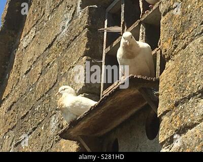 doves at dovecote Stock Photo: 12225392 - Alamy
