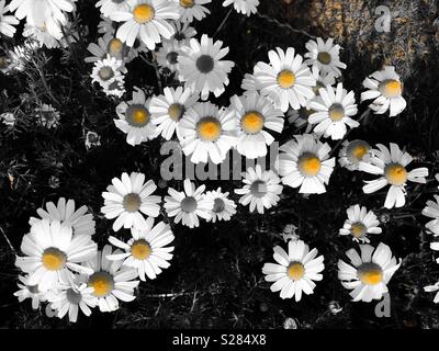 Top view of yellow and white daisies blooming in the field in summer ...
