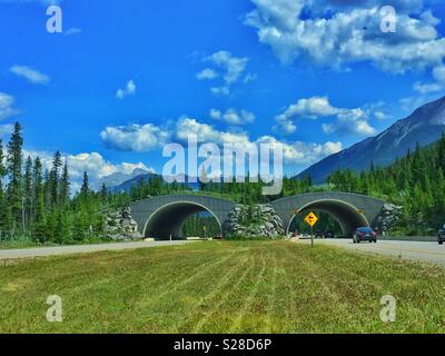 Wildlife overpass, Banff National Park, Alberta, Canada, on the ...