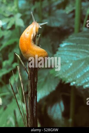 Snail on stalk Stock Photo - Alamy
