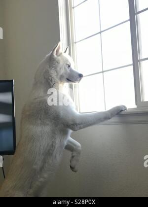 Siberian Husky looking through the window Stock Photo - Alamy