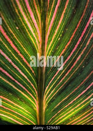 Beautiful patterns in nature Stock Photo - Alamy