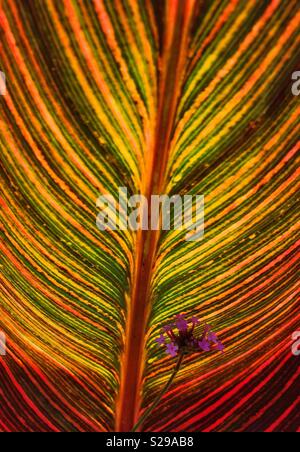 Textures in nature Stock Photo - Alamy