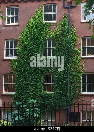 Window surrounded by Virginia creeper Stock Photo - Alamy
