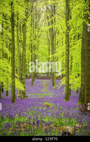 Bluebells at Dockey wood Stock Photo - Alamy