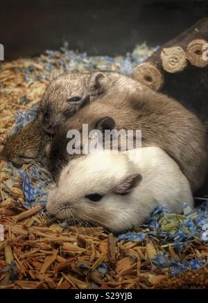 A family of sleeping gerbils Stock Photo - Alamy
