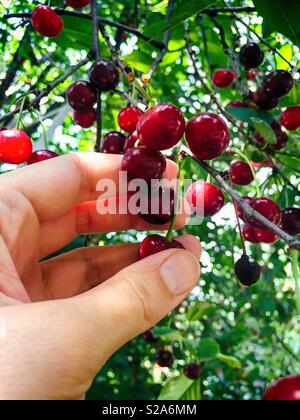 Woman plucking cherries from tree in harvest time Stock Photo - Alamy