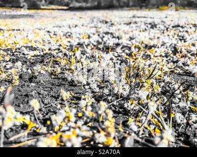 Wildflowers of the Pilbara Stock Photo - Alamy