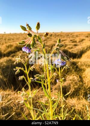 Wildflowers of the Pilbara Stock Photo - Alamy
