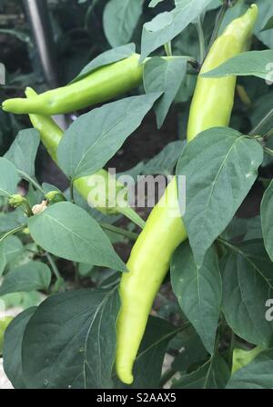 Hungarian Hot Wax Chilli Stock Photo - Alamy