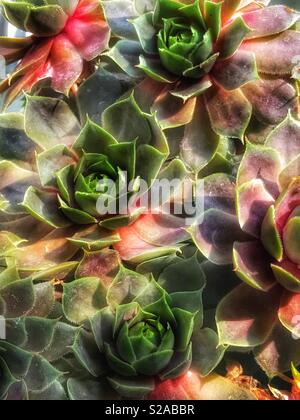 arrangement of the succulents or cactus succulents Stock Photo - Alamy