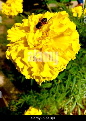 A bright yellow bee sits on a green leaf Stock Photo - Alamy