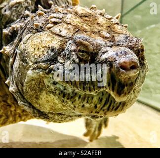 A Florida snapping turtle, Chelydra s. osceola, held by hand where ...