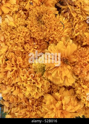 Oaxaca Day of the Dead orange flower shine Stock Photo - Alamy