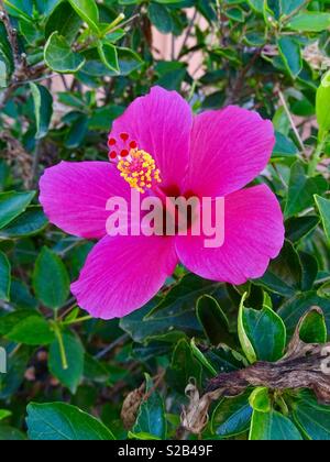 A Pink and Purple Hibiscus Stock Photo - Alamy
