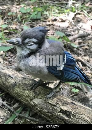 Baby blue jay Stock Photo - Alamy