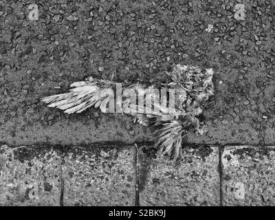 The mangled remains of a dead bird at the side of a road in the UK ...