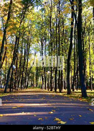 shadows of people on fallen leaves covered a meadow in forest of urban ...