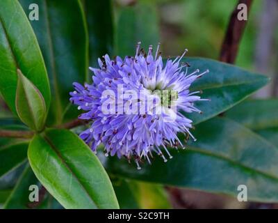 Close up of a purple hebe flower in bloom Stock Photo - Alamy
