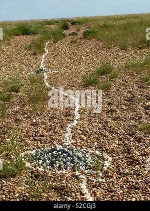 shells shingle street Stock Photo - Alamy