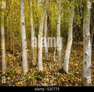 Young silver birch trees in spring time, England, UK Stock Photo - Alamy
