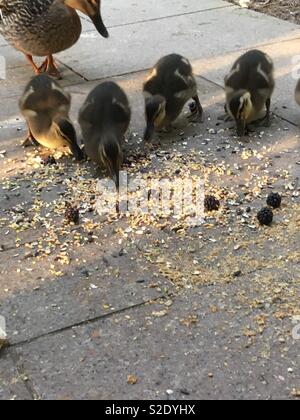 mummy duck and her family of ducklings Stock Photo - Alamy